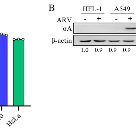 Arv Infection And σa Transfection Increased Of C Myc Hif 1α And Glut1 Download Scientific