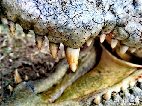 Crocodile Teeth