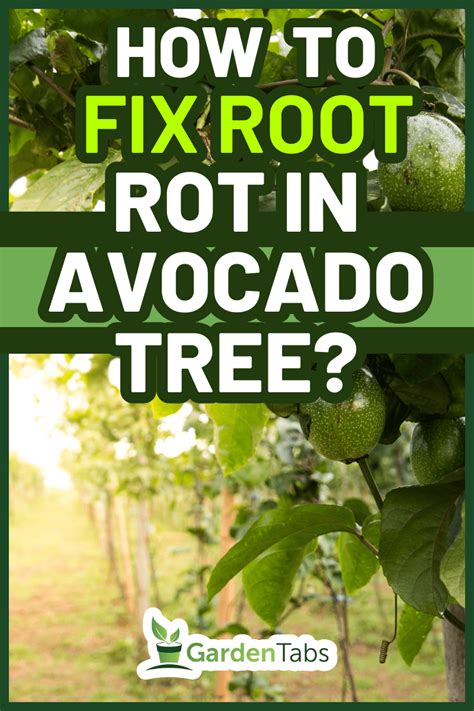 How To Fix Root Rot In Avocado Tree