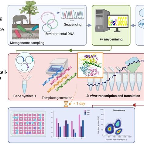 Outline Of A Functional Metagenomic Screening Approach Via In Vitro