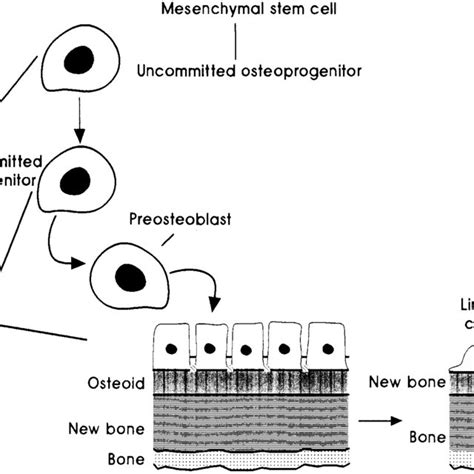 Pdf Pathophysiology Of Renal Osteodystrophy
