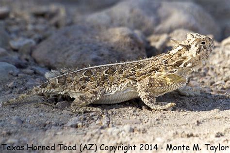 Texas Horned Lizard
