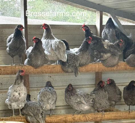 Blue Australorp Chicks