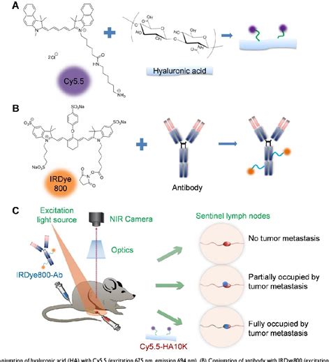 Figure 1 From Mapping Sentinel Lymph Node Metastasis By Dual Probe Optical Imaging Semantic