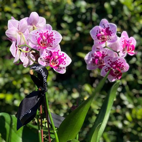 Phalaenopsis Orchid Care Northside Flower Market
