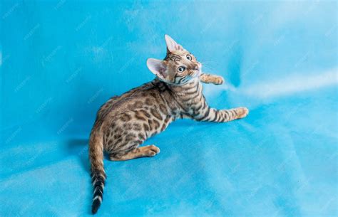 Blue Bengal Kittens