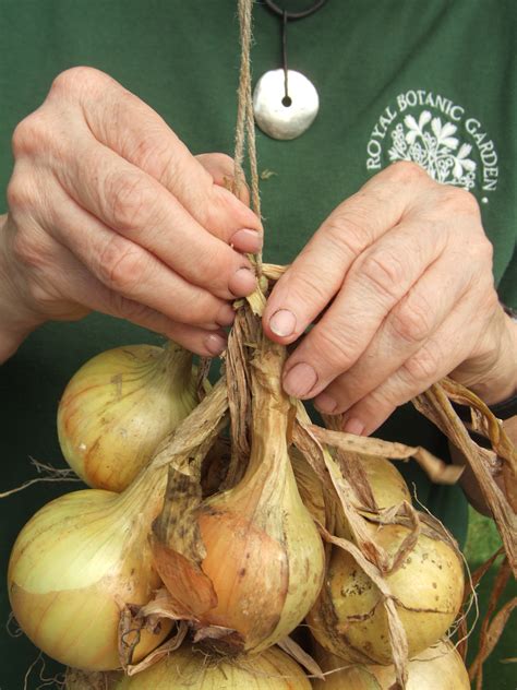Stringing Onions Botanics Stories