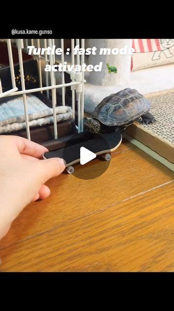 Luna Reeler On Instagram Turtle Is Having A Blast