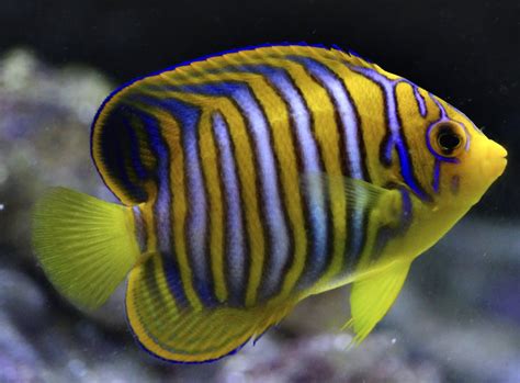 Question Of The Day Juvenile Beauties Is There A Juvenile Fish That