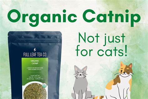 Organic Catnip Not Just For Cats 🐱 Full Leaf Tea Company