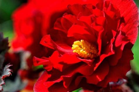 ბეგონია მოვლა გამრავლება დაავადებები და მკურნალობა