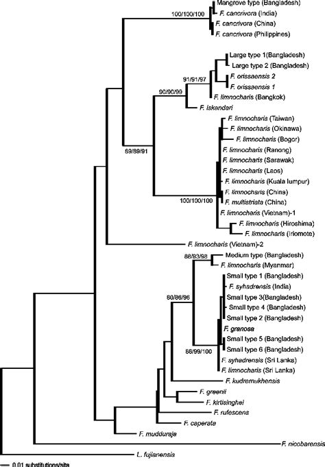 maximum likelihood tree based on the nucleotide sequences of a 334 bp