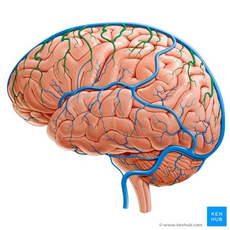 Veins Of The Brain Flashcards Quizlet
