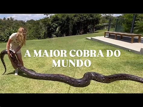 Maior Anaconda Do Mundo