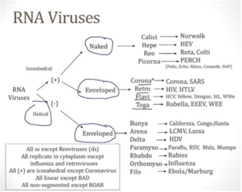 Virus Concept Review Flashcards Quizlet