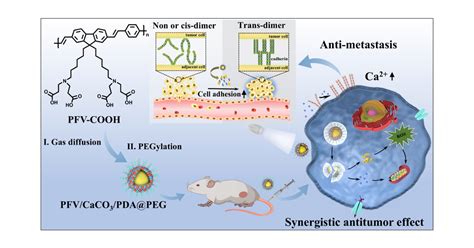 Calcium Mediated Cell Adhesion Enhancement Based Antimetastasis And