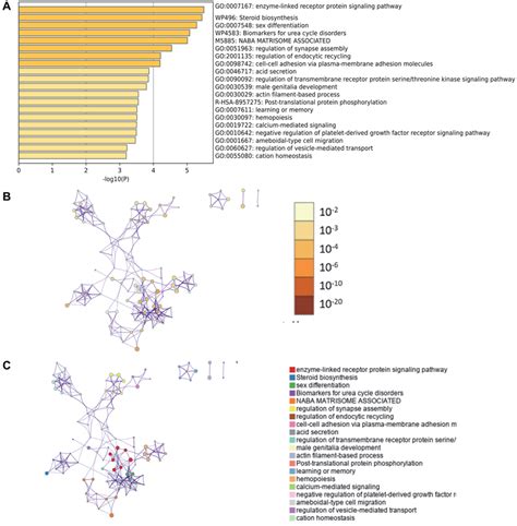 Enrichment Analysis By Metascape A Go Enrichment Terms B Download Scientific Diagram