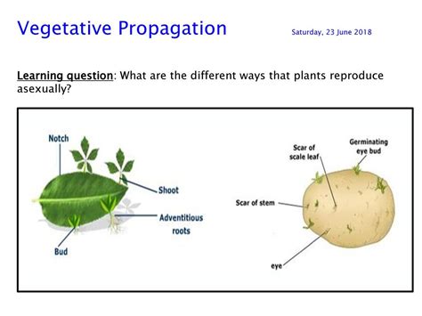 What Type Of Vegetative Propagation Is Potato At Nick Mendoza Blog