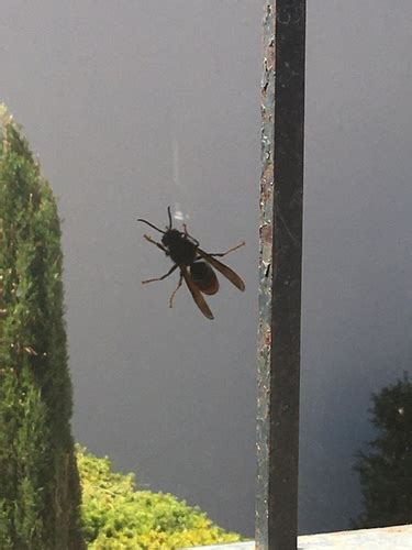 Asian Hornet Object Detection Model By Cyp