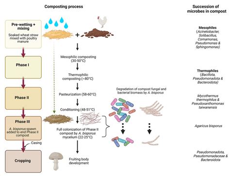 Overview Of Compost Preparation For A Bisporus Cultivation And The Download Scientific Diagram