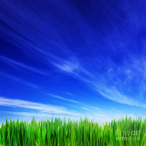 Green Grass And Blue Sky Hd Wallpaper Peakpx 52 Off