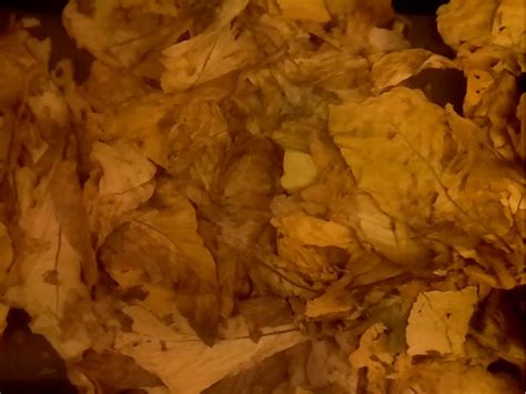 Grading Object Detection Dataset And Pre Trained Model By Reed Verhoeve