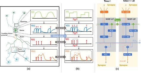 Map Snn Mapping Spike Activities With Multiplicity Adaptability And