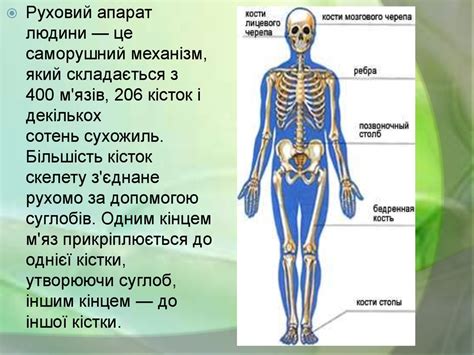 Опорно рухова система Online Presentation