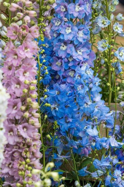 Premium Photo Delphinium