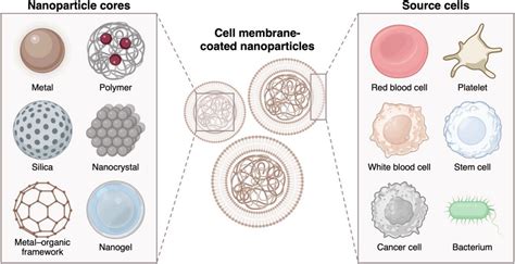 Cell Membrane‐coated Nanoparticles For The Treatment Of Cancer Krishnan 2023 Clinical And