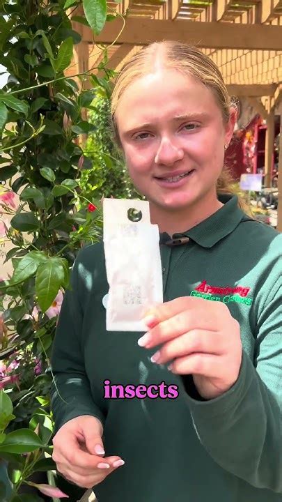 You Wont Believe How Mandevilla Uses Beneficial Insects To Fight Bugs Youtube