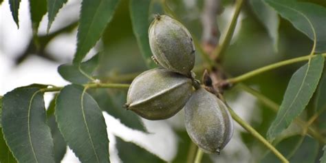 Орех пекан условия произрастания и пищевая ценность для человека применение