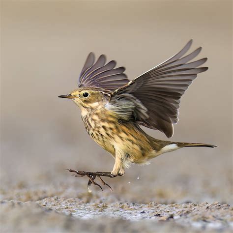 American Pipit American Bird Conservancy