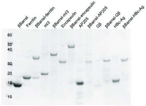 Sds Page Analysis Of Purified Monomeric Antigen Naked And Chimeric Nps Download Scientific