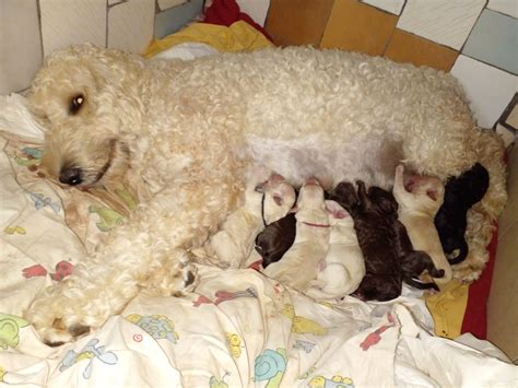 🦮 Multigen Standard Cockapoos Africa Godsofthesun