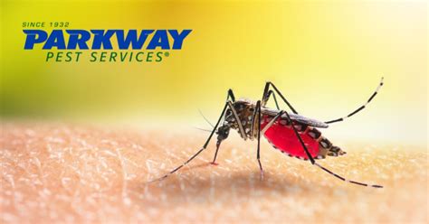 Effective Mosquito Control Methods For Your New York Home