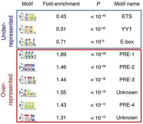 Putative Dna Regulatory Sequences Enriched In And Depleted From
