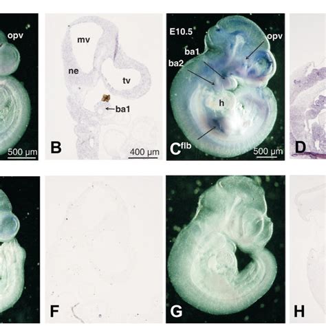 Distribution Of Creb Binding Protein Cbp Transcripts In E95 And