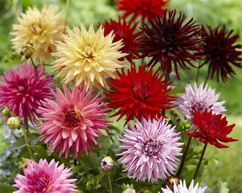 Dahlia Collection Cactus Mixed Tubers — Buy Mixed Cactus Dahlias