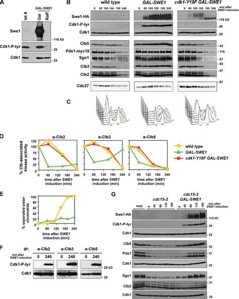 Overexpression Of Swe1 Blocks Cells In Metaphase A Swe1 Download Scientific Diagram