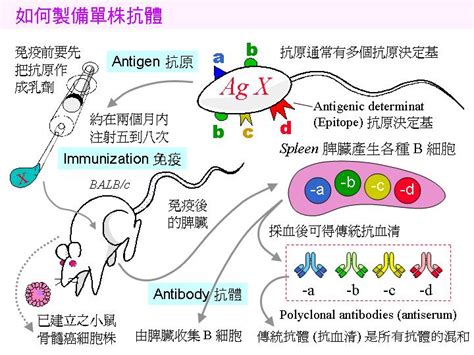 單株抗體