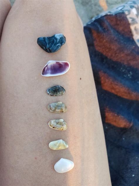 Shades Of Nature In Tiny Seashells Stock Image Image Of Seashells