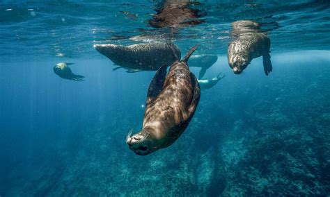 Sea Lions Swimming In The Sea Of Cortez