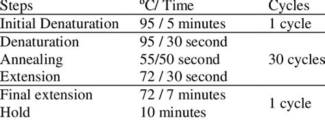 Steps Of Pcr Cycles For The Two Primers Download Scientific Diagram