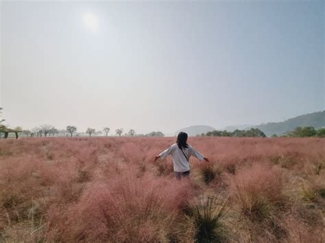 경기도 당일치기 여행 여주 당남리섬 핑크뮬리 코스모스 아직 볼만하니 네이버 블로그