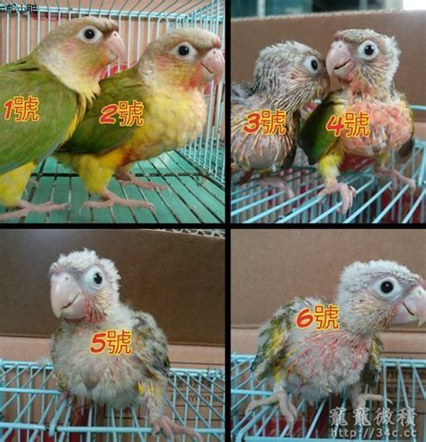 鳳梨小太陽幼鳥 賣錐尾鸚鵡 寵寵微積 寵物買賣 寵物論壇
