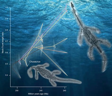 September Plesiosaurs Doubled Their Neck Length By Gaining New