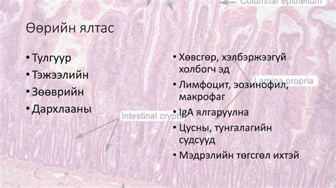 Нарийн гэдэсний гистологи Pptx
