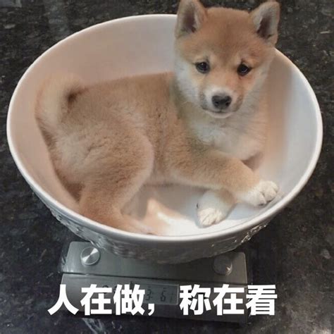 减肥表情包 高清图片堆糖美图壁纸兴趣社区