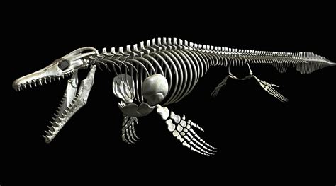 💀 Mosasaurus Hoffmanni Complete Skeleton・ 3d File For 3d Printing And